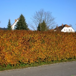 Buchenhecke kaufen: viele Formen und Größen lieferbar