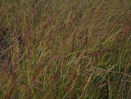 Panicum ( Zierhirse ) - virgatum Hänse Herms | online kaufen