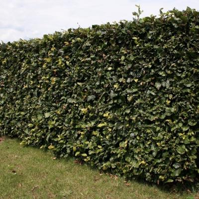 Rotbuchenhecke - Fagus sylvatica | online kaufen