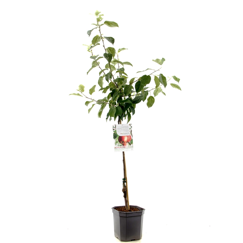 Apfelbaum Malus dom. Summerred Baum | online kaufen