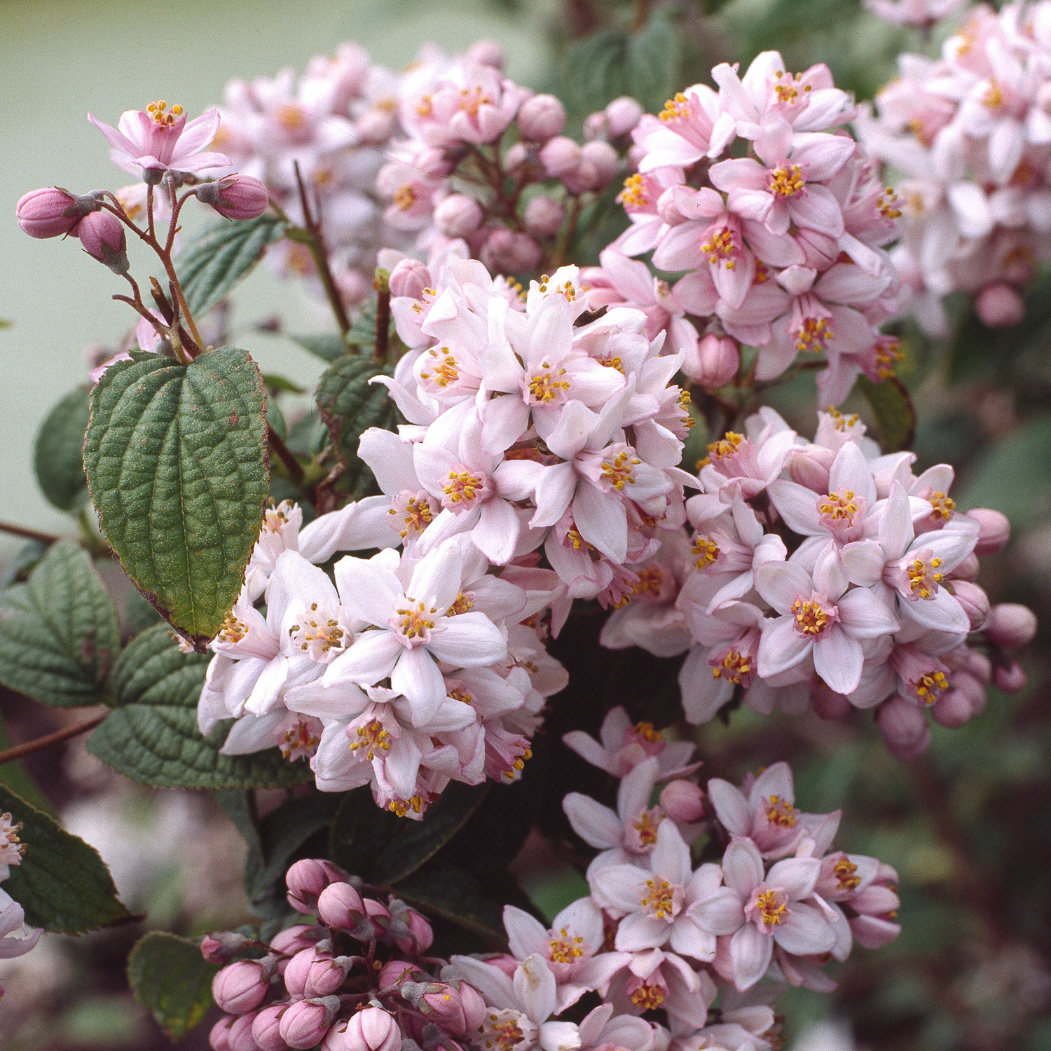 Deutzia Hybrida Mont Rose