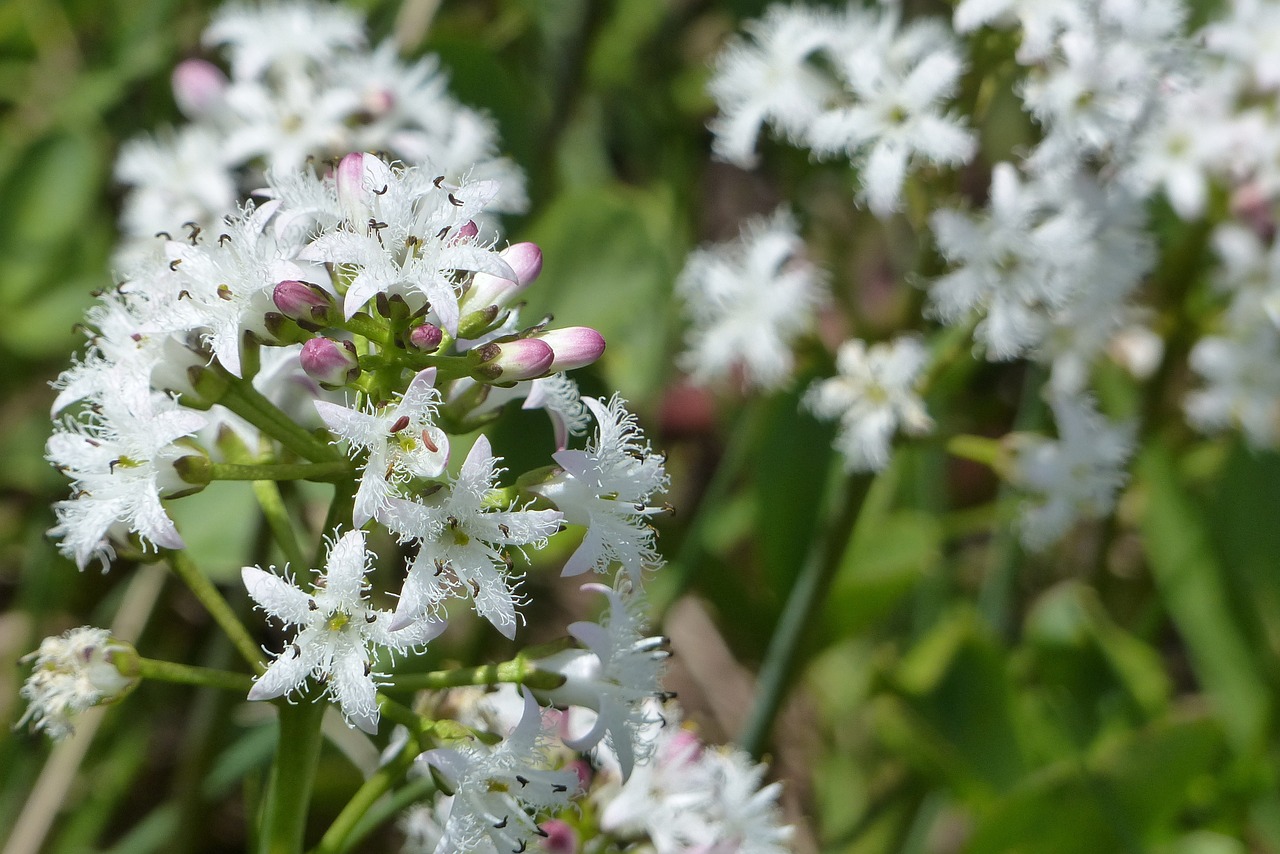 Fieberklee Menyanthes Trifoliata Online Kaufen