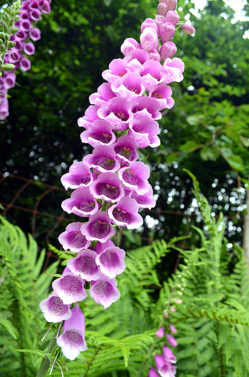 Fingerhut Digitalis - purpurea | online kaufen