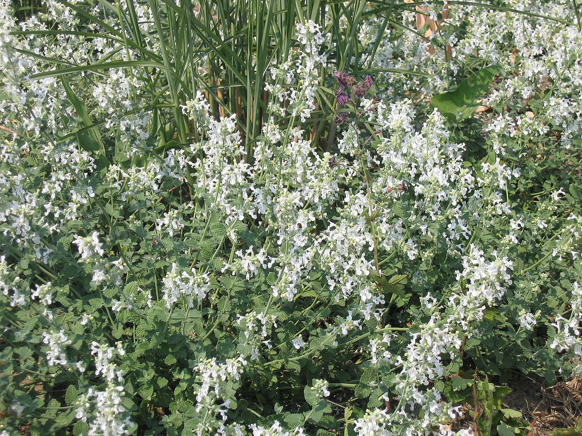 Katzenminze Nepeta - faassenii 'Snowflake' | online kaufen